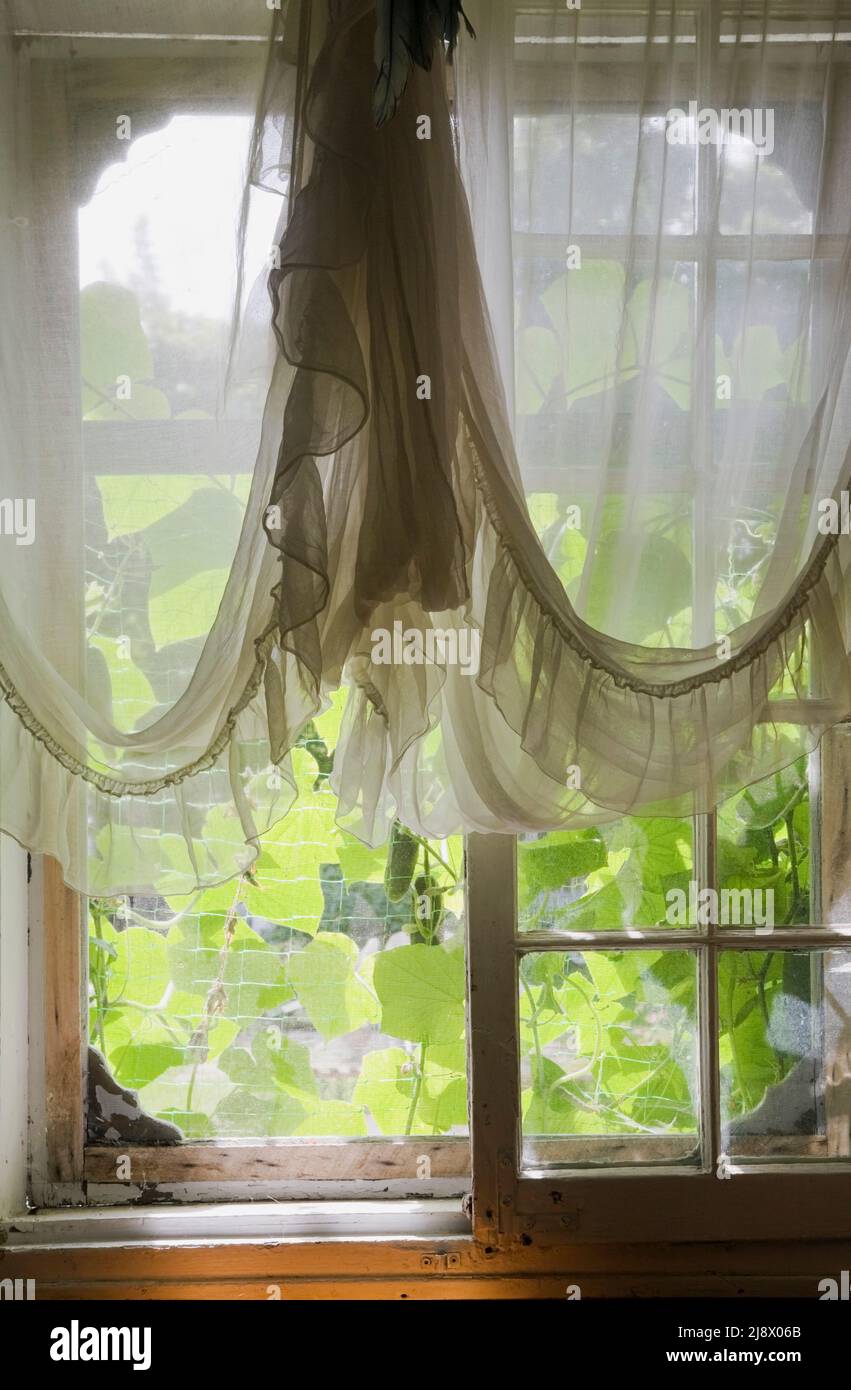 Close-up of opened glass pane window with see-through curtains in ...