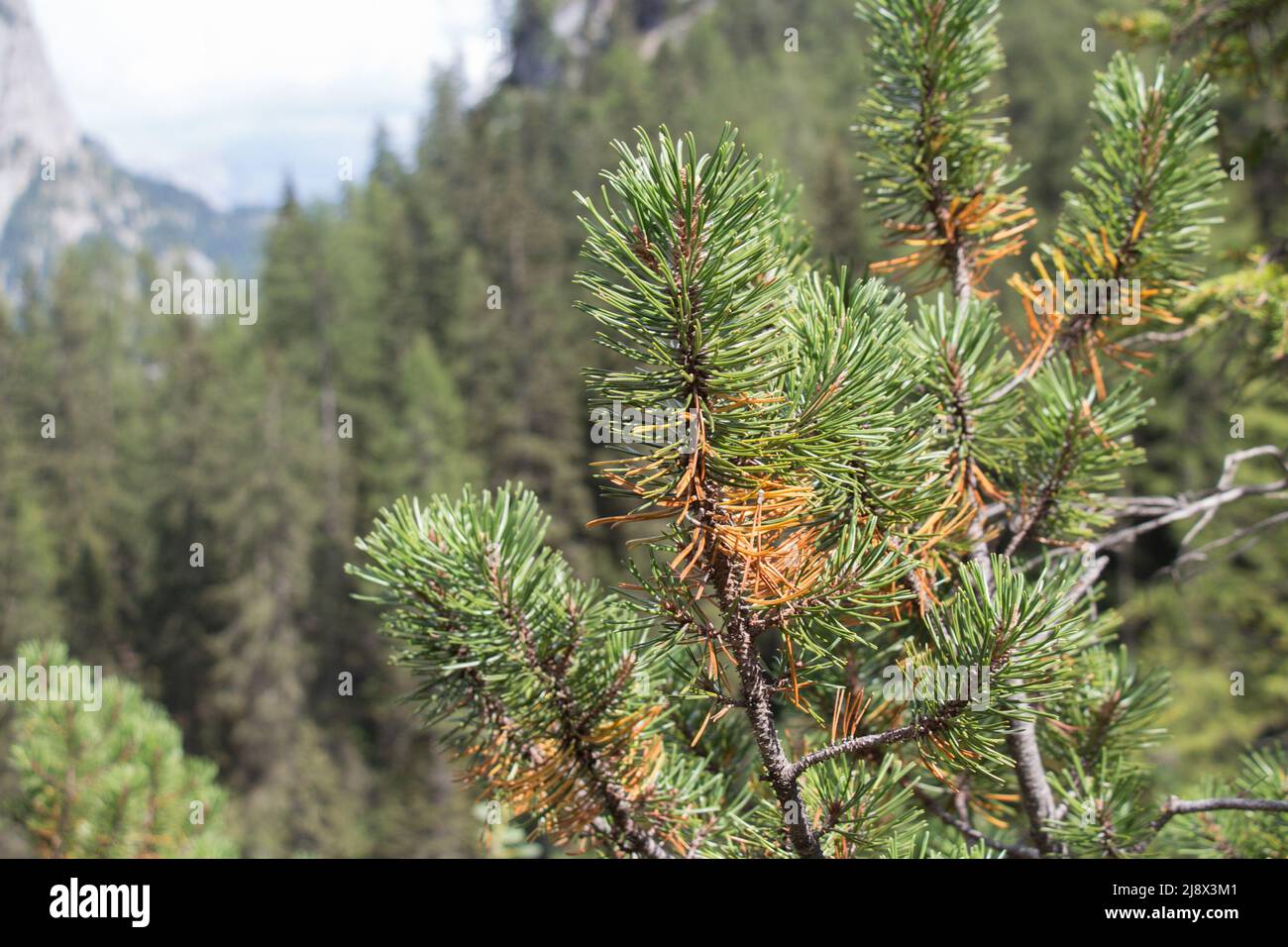 The view of fir tree branch with mountains on background Stock Photo ...
