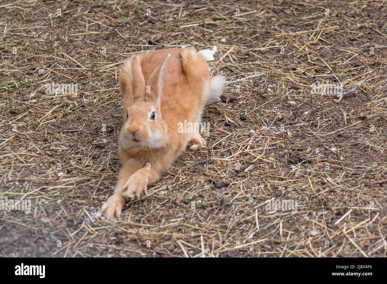 The view of a red rabbit stretching out Stock Photo - Alamy