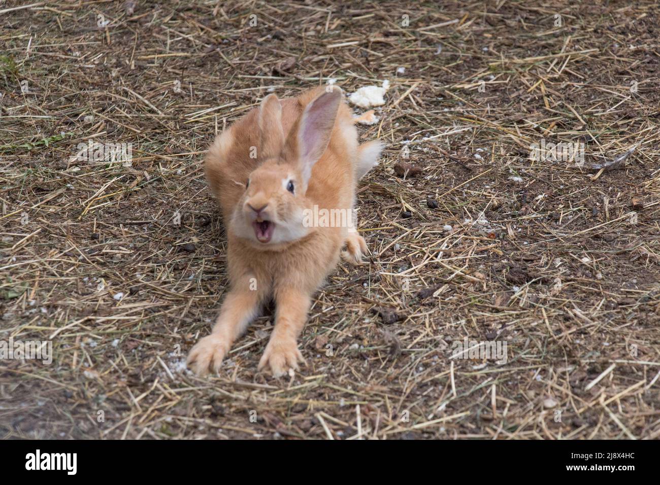 The view of a red rabbit yawning and stretching out itself Stock Photo ...