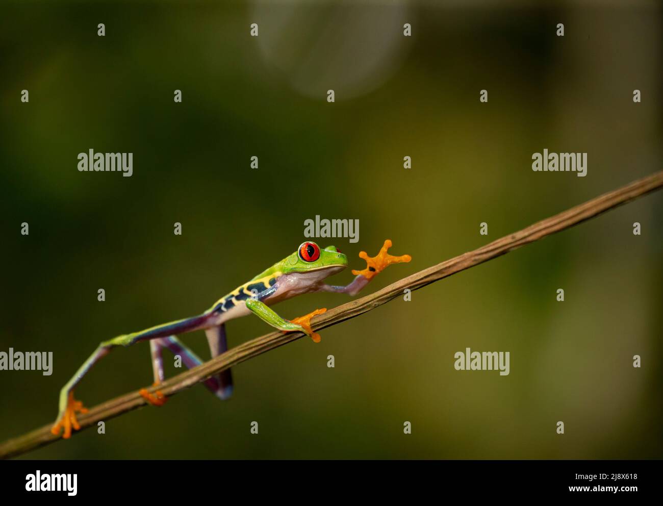 Red-eyed Tree Frog (Agalychnis callidryas) (controlled subject ...