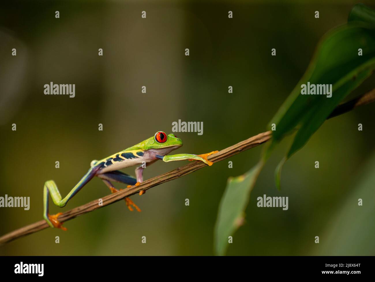 Red-eyed Tree Frog (Agalychnis callidryas) (controlled subject ...