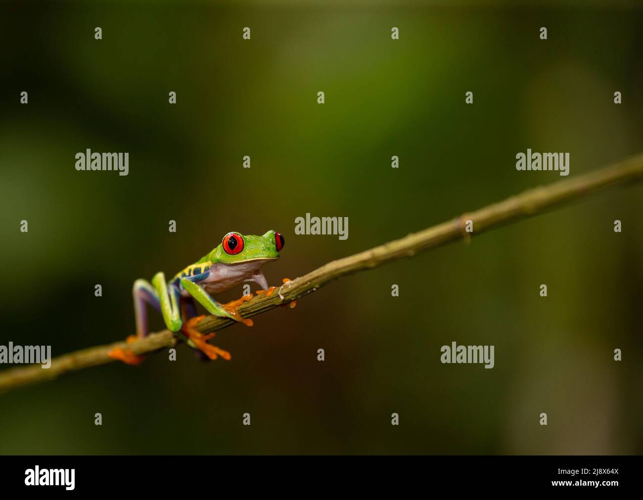 Red-eyed Tree Frog (Agalychnis callidryas) (controlled subject ...