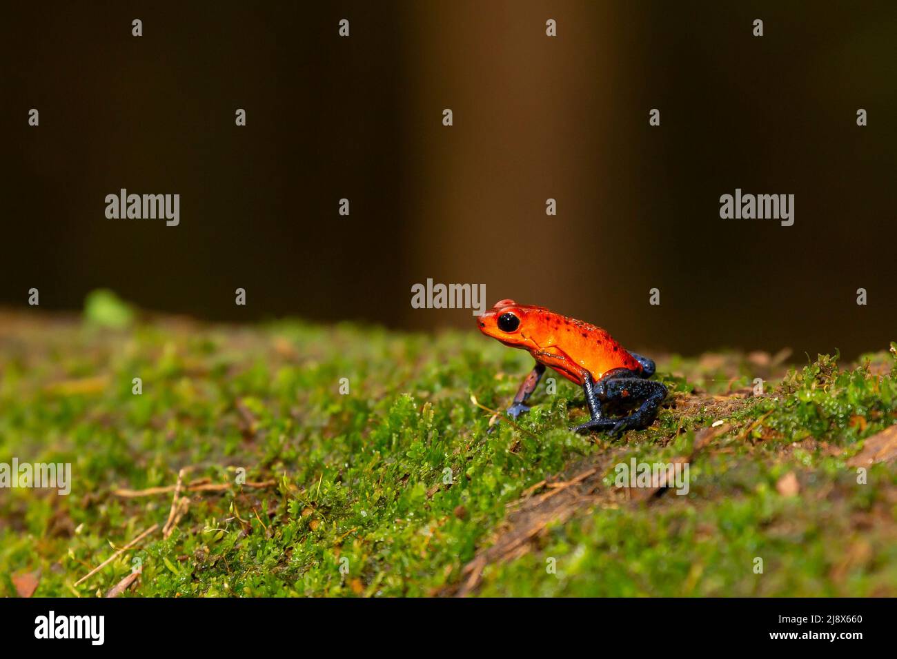 Strawberry Poison Frog (Oophaga pumilio) or Strawberry poison-dart frog ...