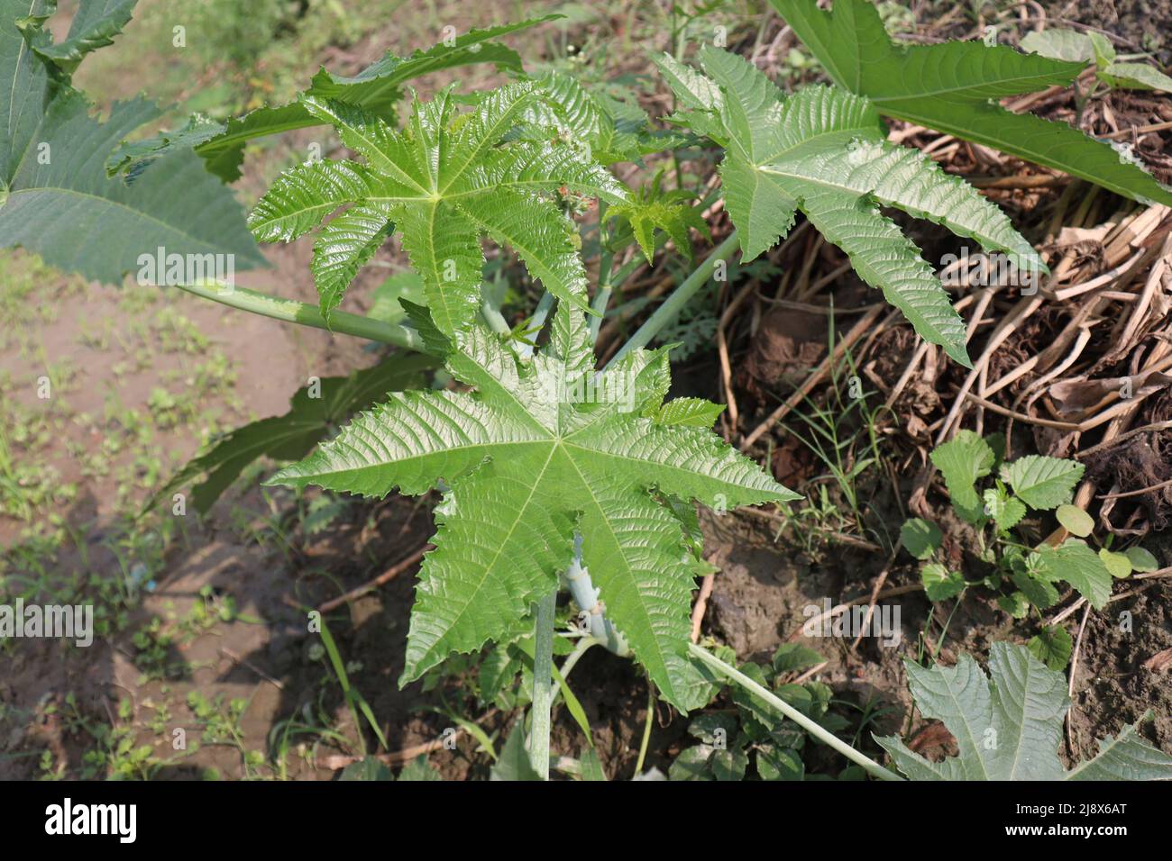 Toxic ricin hi-res stock photography and images - Alamy
