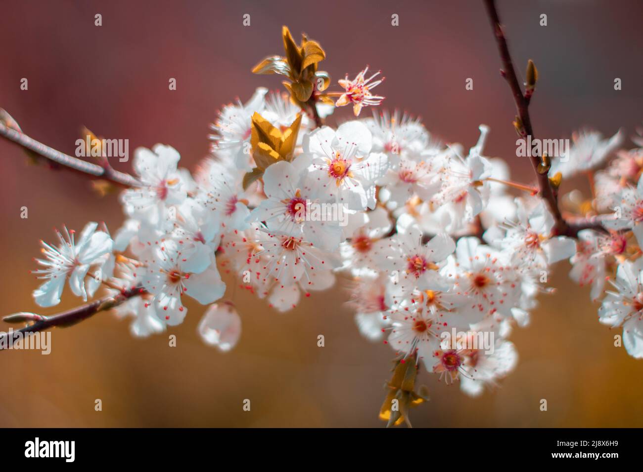 Elegant white branch on hi-res stock photography and images - Alamy