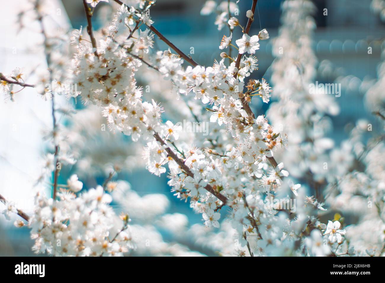 Elegant white branch on hi-res stock photography and images - Alamy