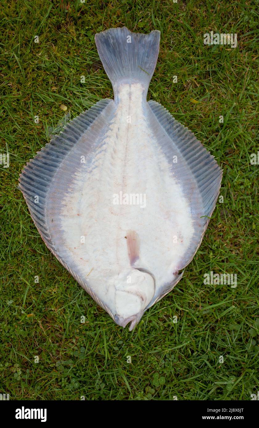 Sand Flounder (Rhombosolea plebeia) from New Zealand waters. Beige ...