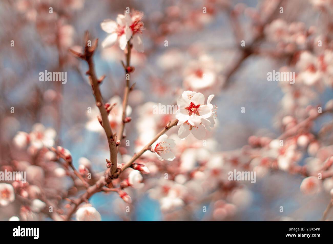 Pink flowers on the branch Stock Photo - Alamy