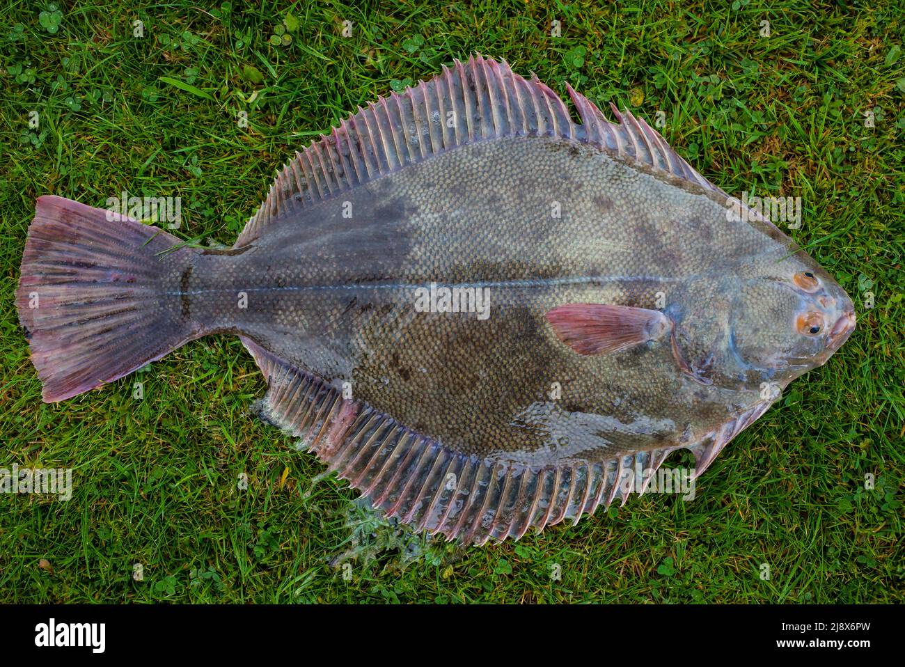 Greenback flounder hi-res stock photography and images - Alamy