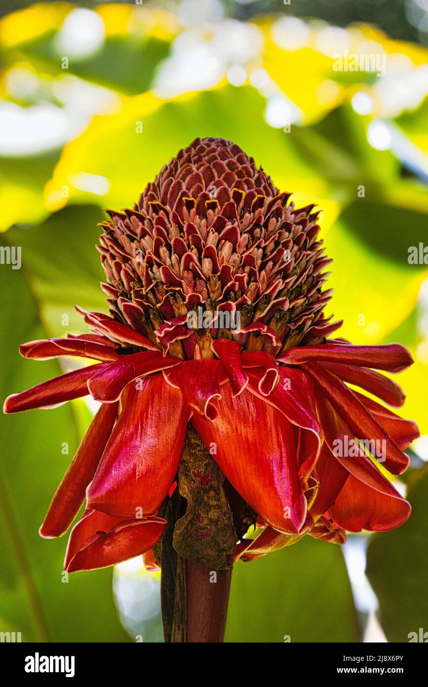 Beautiful large red torch ginger growing in the rain forest along the ...