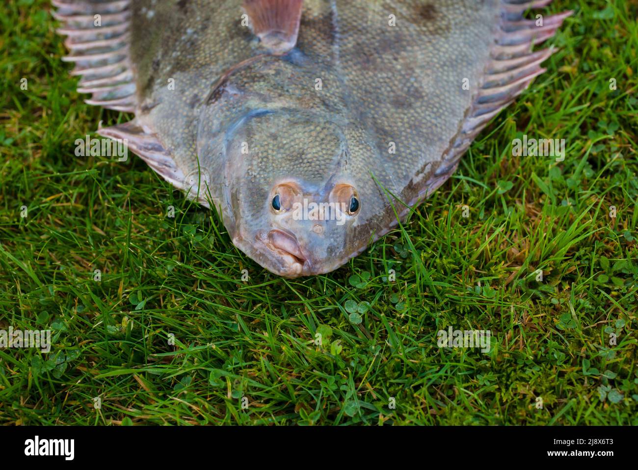 New zealand sand flounder hi-res stock photography and images - Alamy