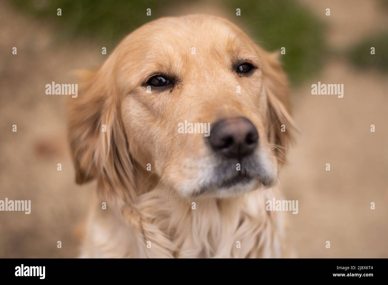 Handsome golden retriever hi-res stock photography and images - Alamy