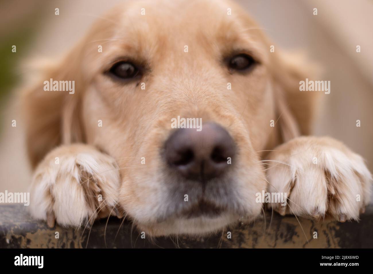 Golden retriever with two paws and sweet face Stock Photo - Alamy