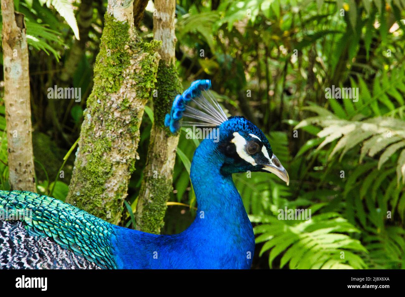 Ultra close-up of a brilliantly colored male peacock Stock Photo - Alamy