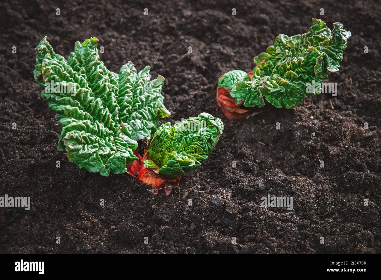 Rhubarb sprouts in spring garden closeup Stock Photo - Alamy