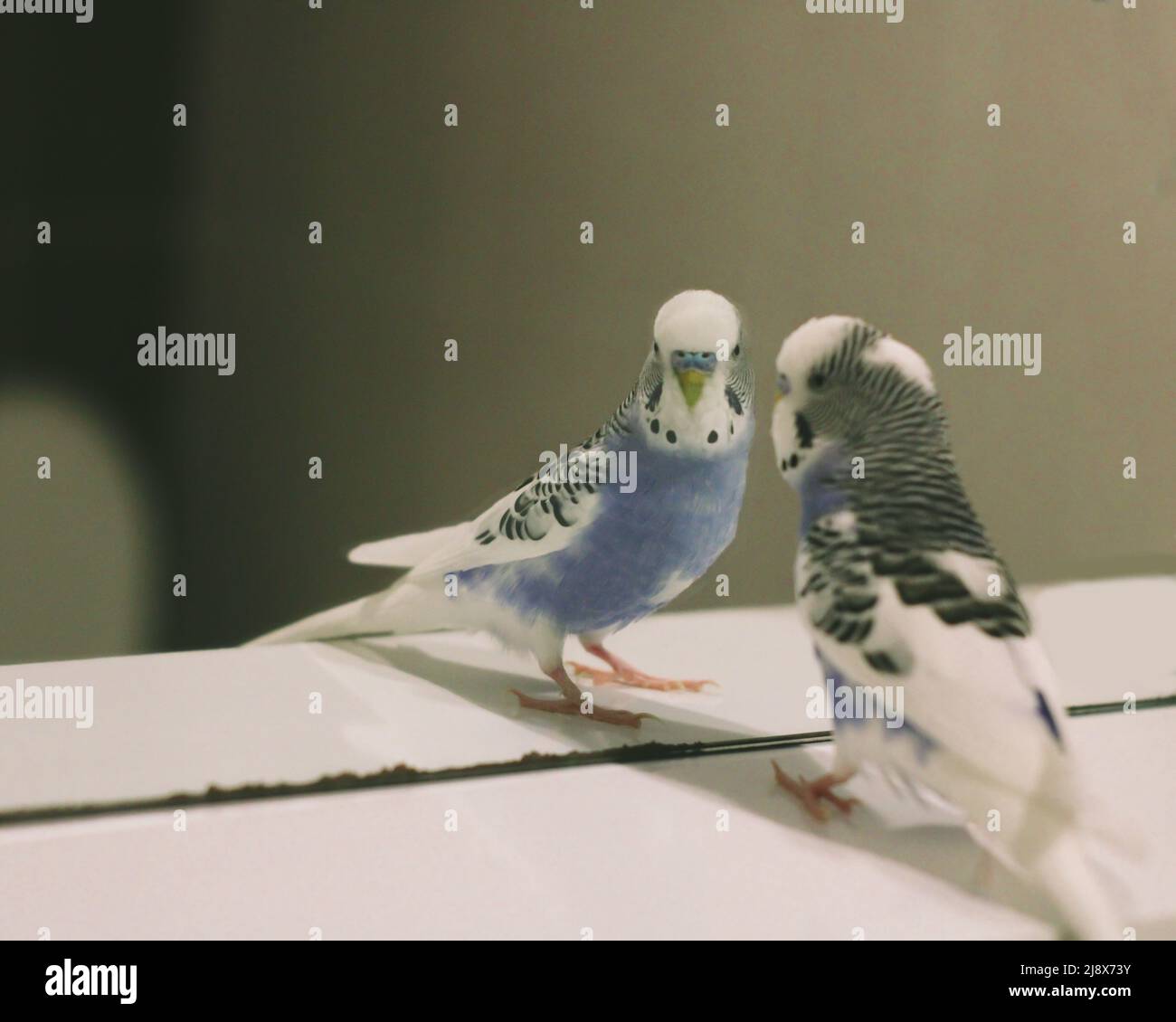 Budgerigar and its reflection in the mirror Stock Photo - Alamy