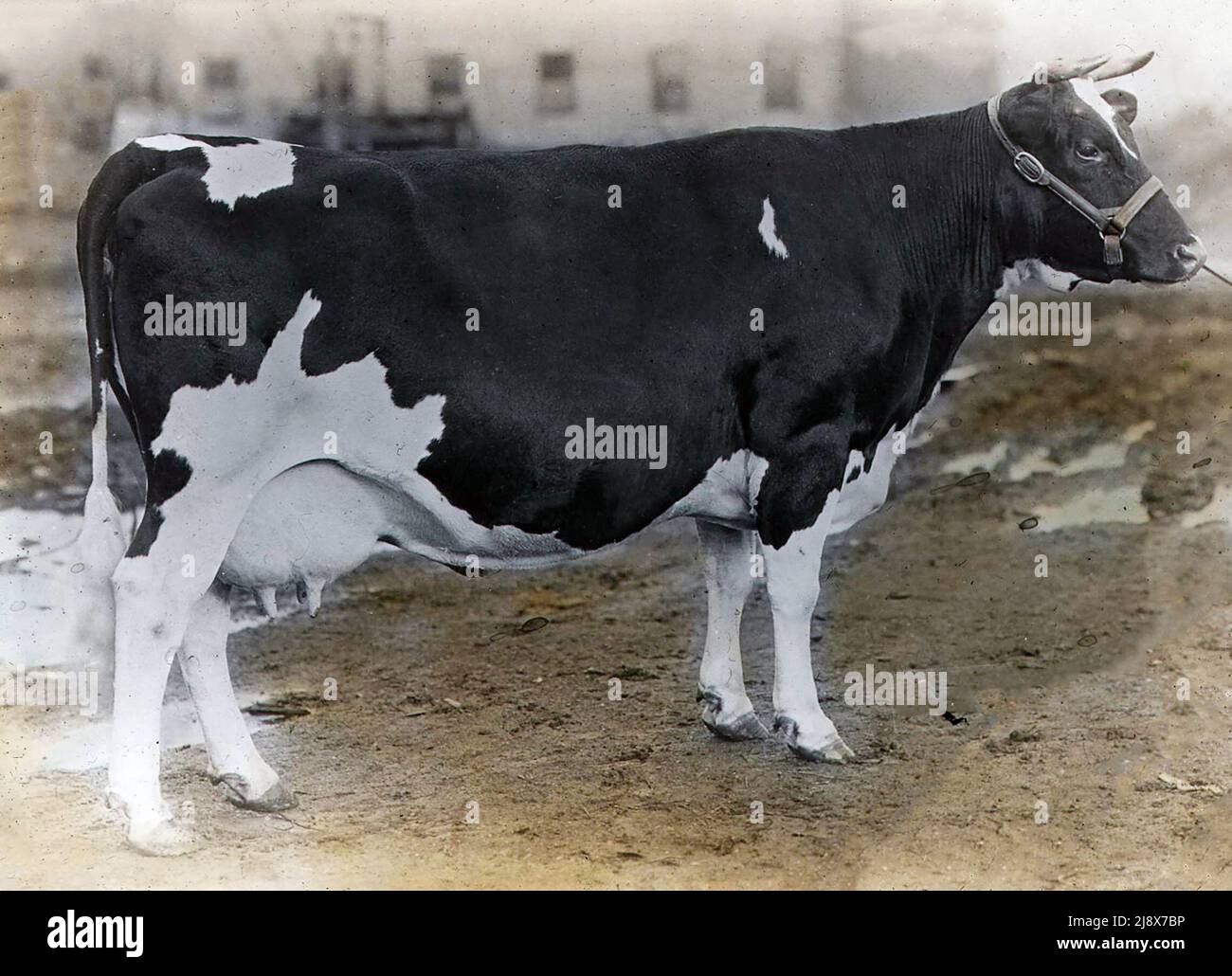 Holstein cow photo hi-res stock photography and images - Alamy