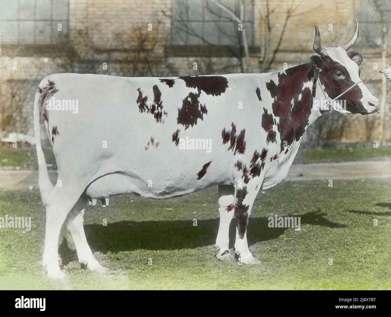 Right cow hi-res stock photography and images - Alamy