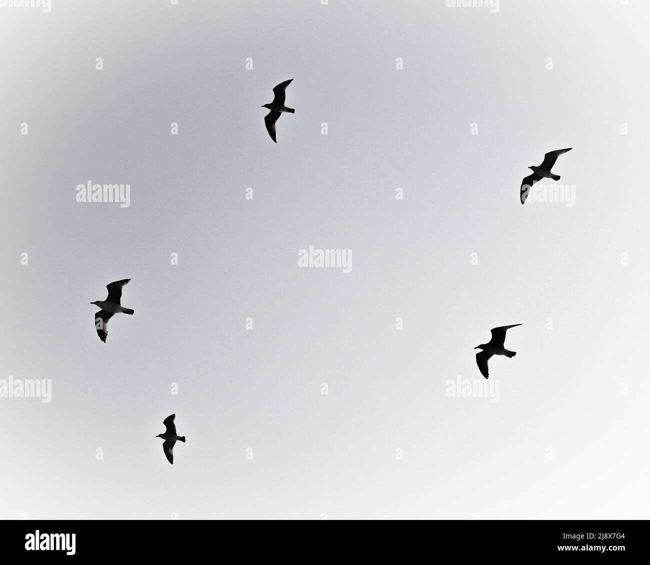 Editable vector black white hi-res stock photography and images - Alamy