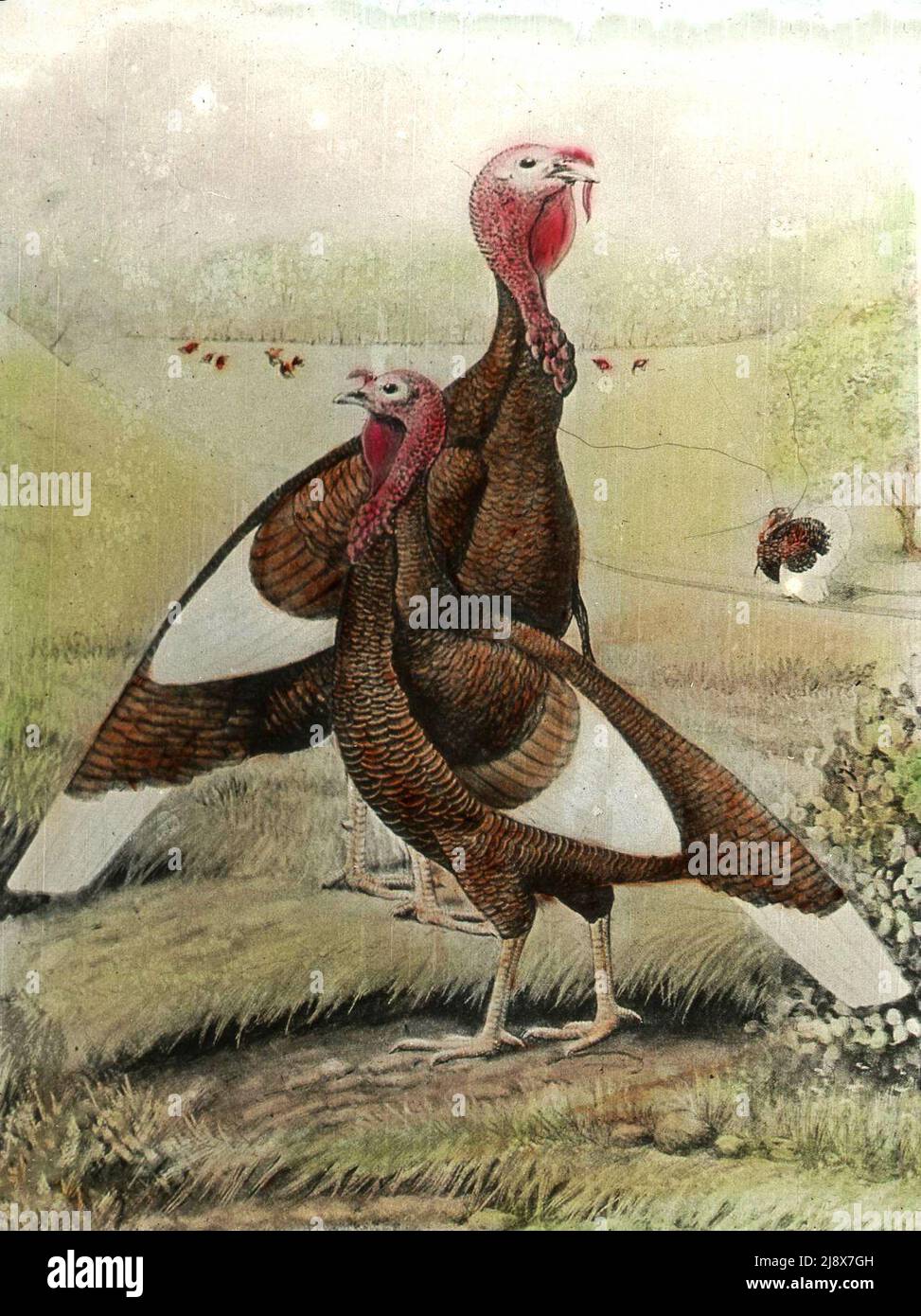 Bourbon red turkey hi-res stock photography and images - Alamy