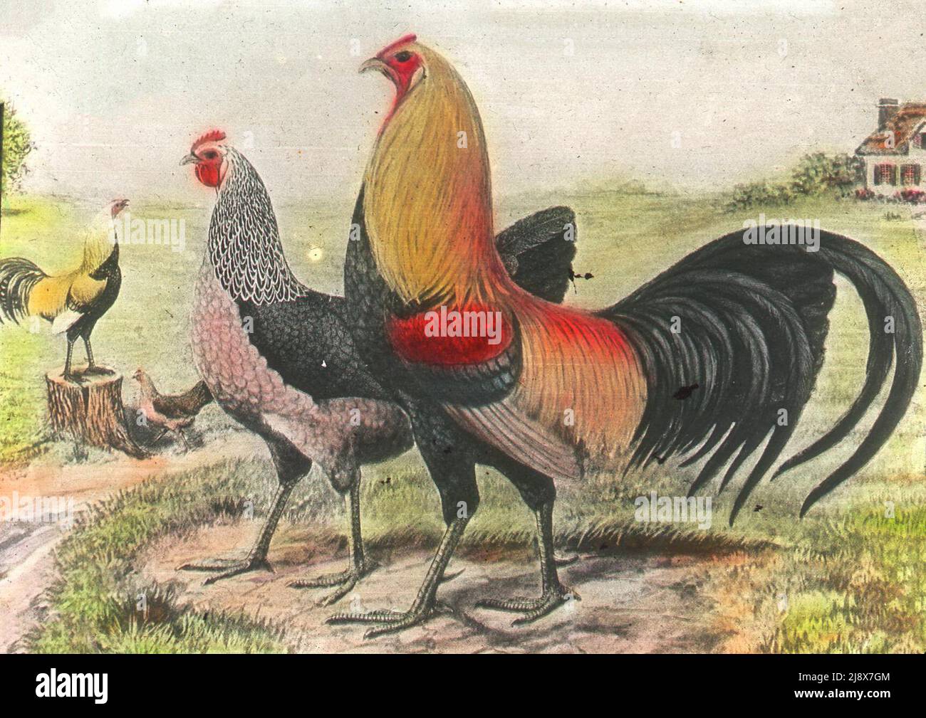 Old english game chickens hi-res stock photography and images - Alamy