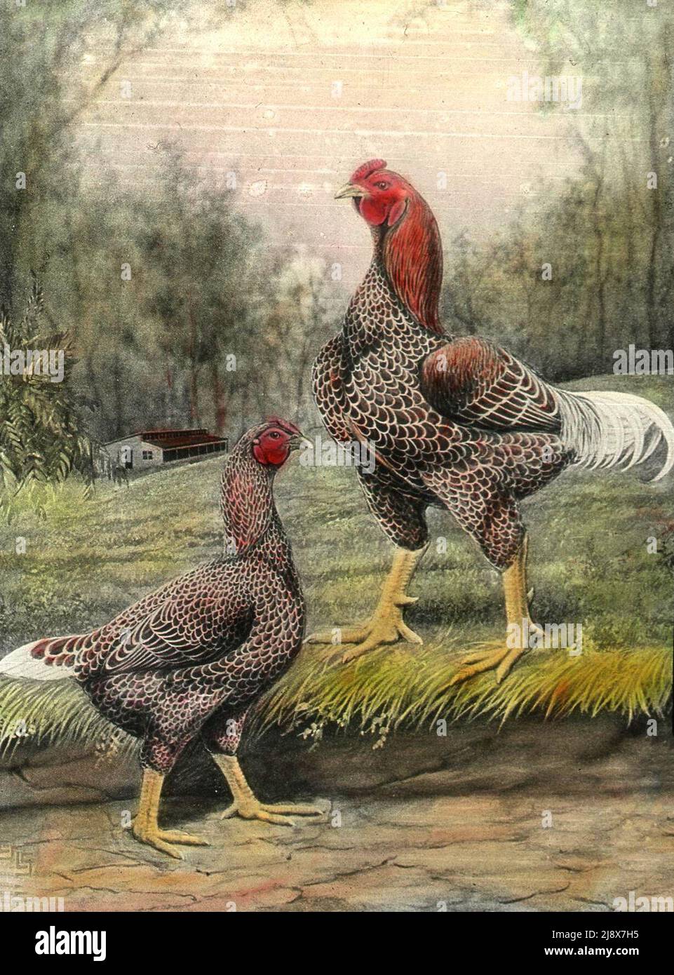 White-Laced Red Cornish ca. 1920 Stock Photo - Alamy