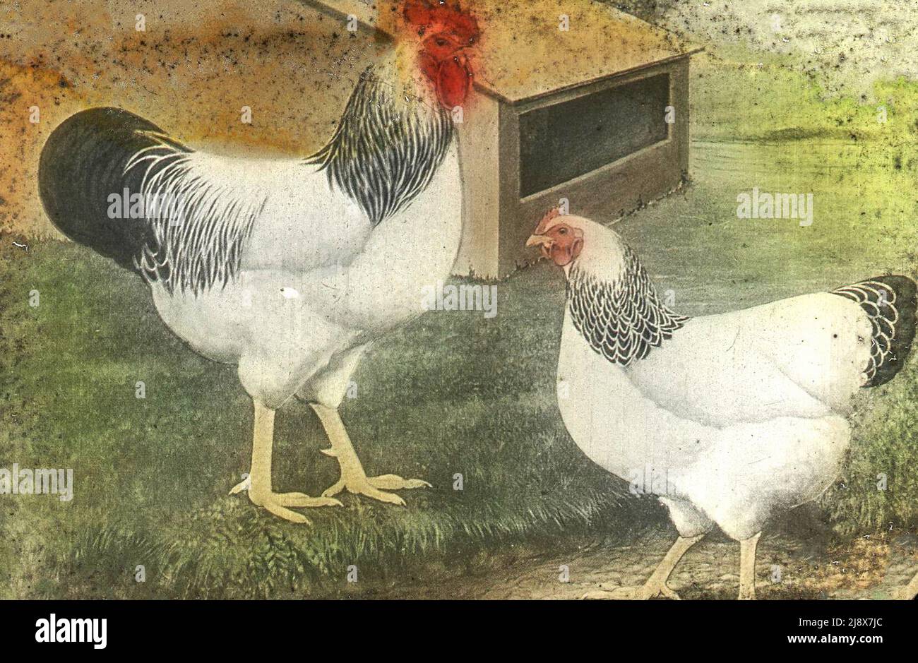 Columbian Plymouth Rock Chicken