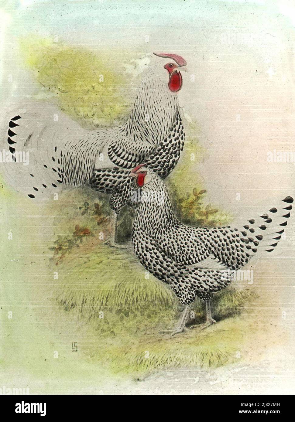 Silver spangled hamburgs hi-res stock photography and images - Alamy