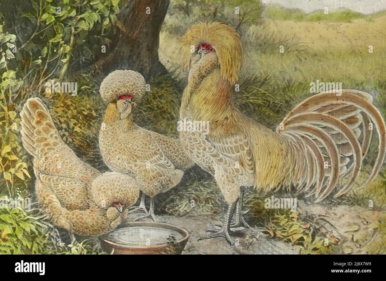 Buff laced polish chickens hi-res stock photography and images - Alamy
