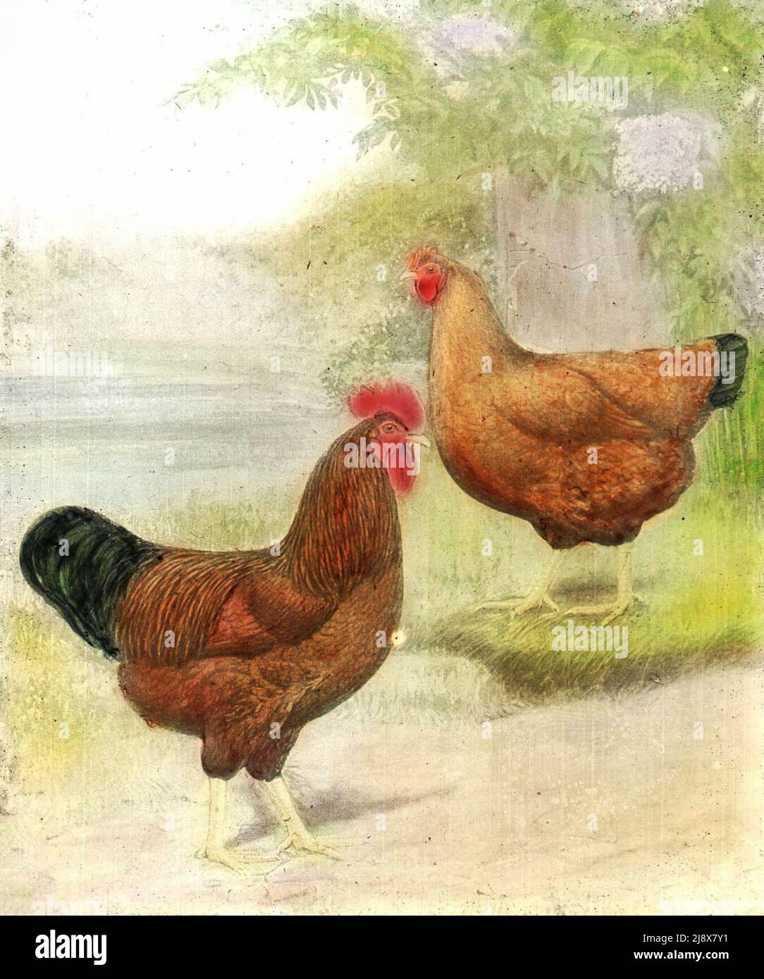 Rhode island reds hi-res stock photography and images - Alamy