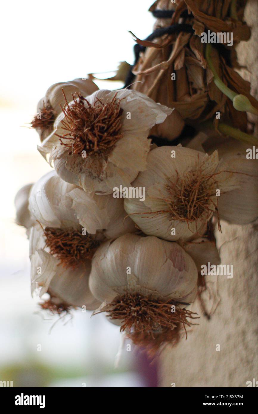 A bunch of garlic hanging on the wall Stock Photo - Alamy