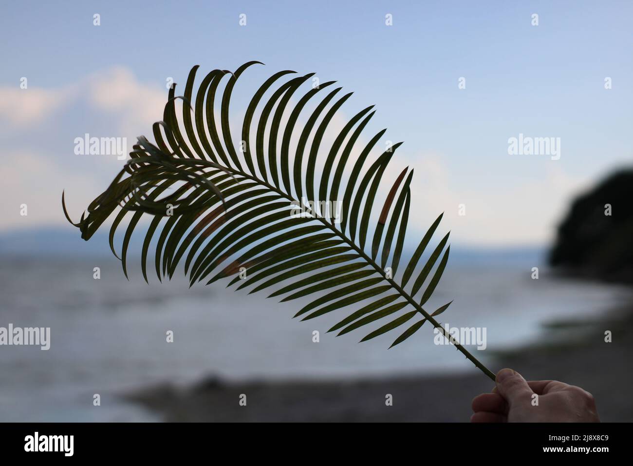 Palm leaf in the sea Stock Photo - Alamy