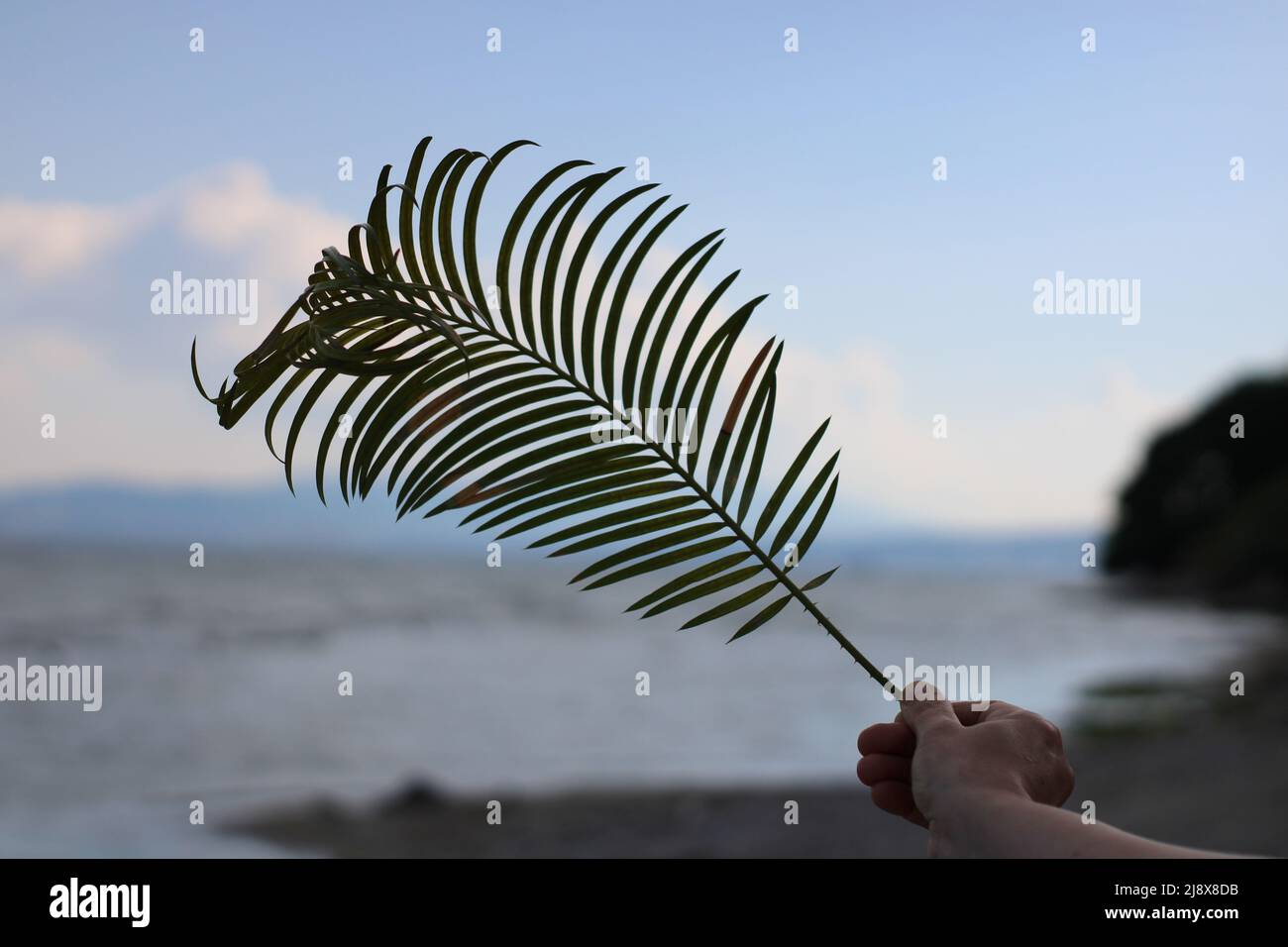 Palm leaf in hand against beach Stock Photo - Alamy