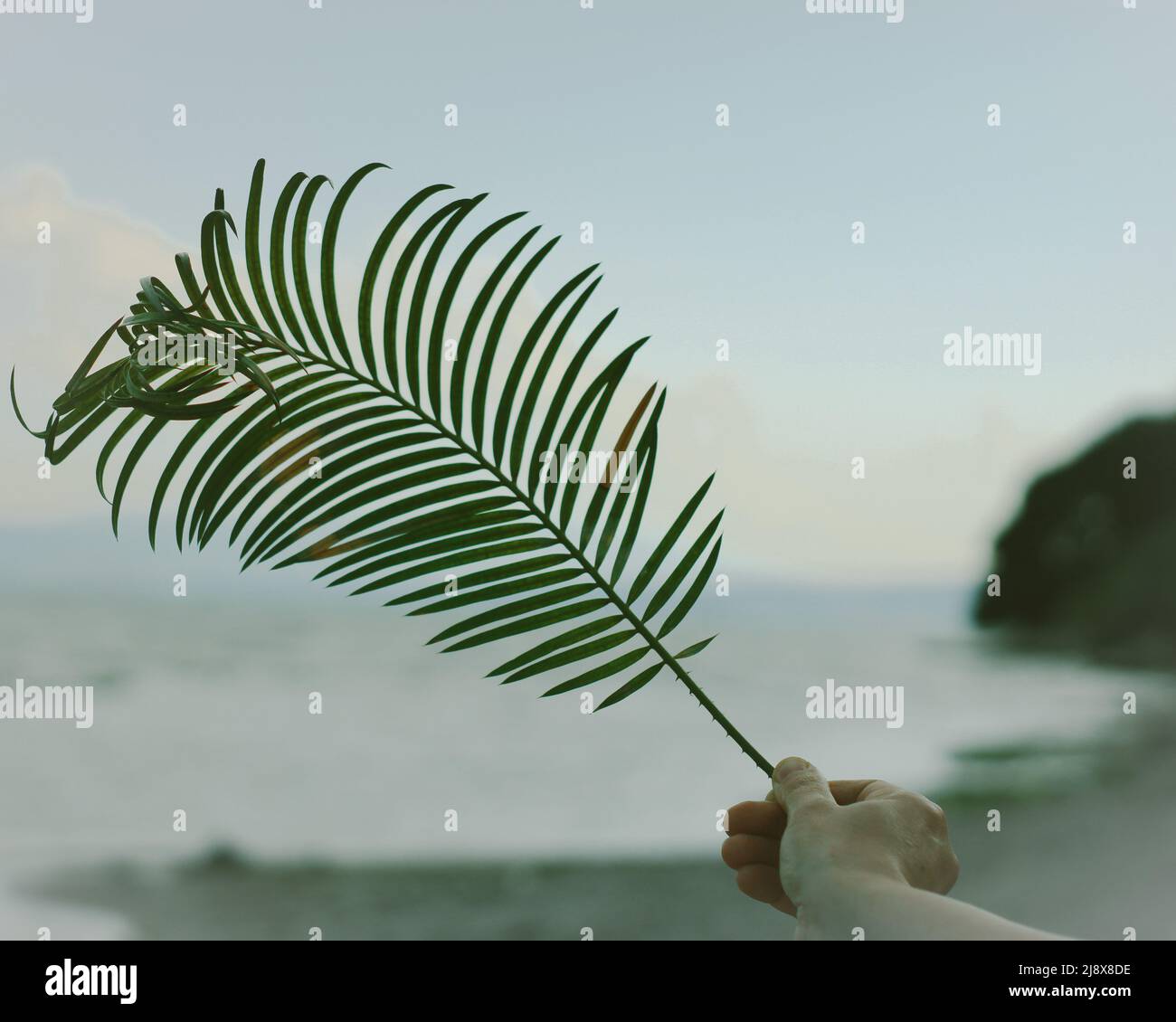 Banana leaves silhouette hi-res stock photography and images - Alamy