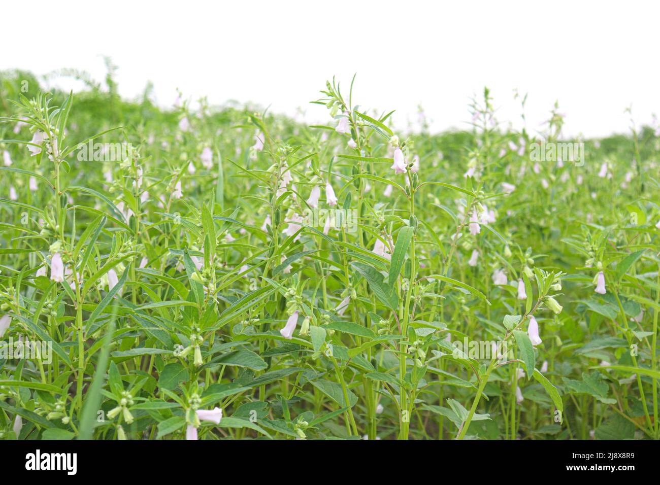 healthy and green sesame farm for harvest Stock Photo - Alamy