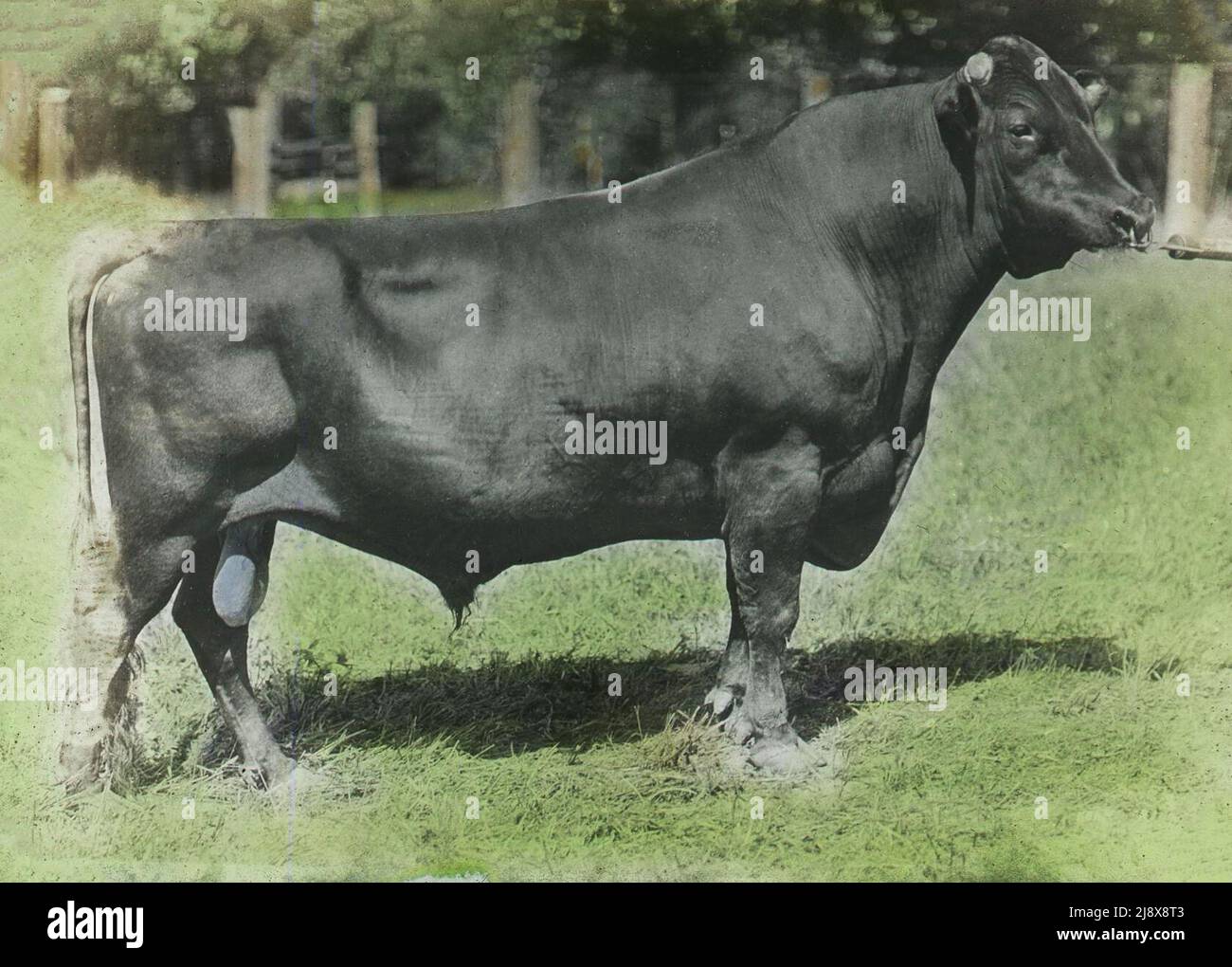 1920s colorized photo hi-res stock photography and images - Alamy