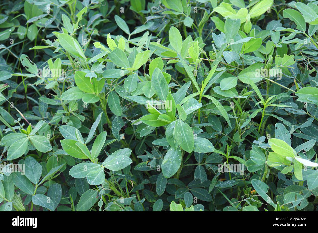 peanut tree closeup on farm for harvest Stock Photo - Alamy