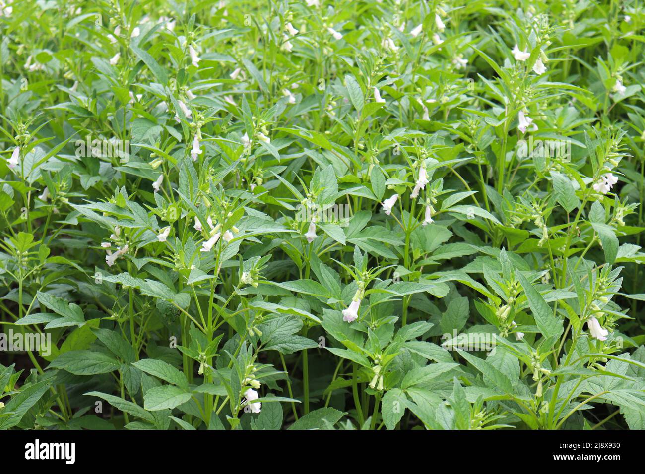 healthy and green sesame farm for harvest Stock Photo - Alamy