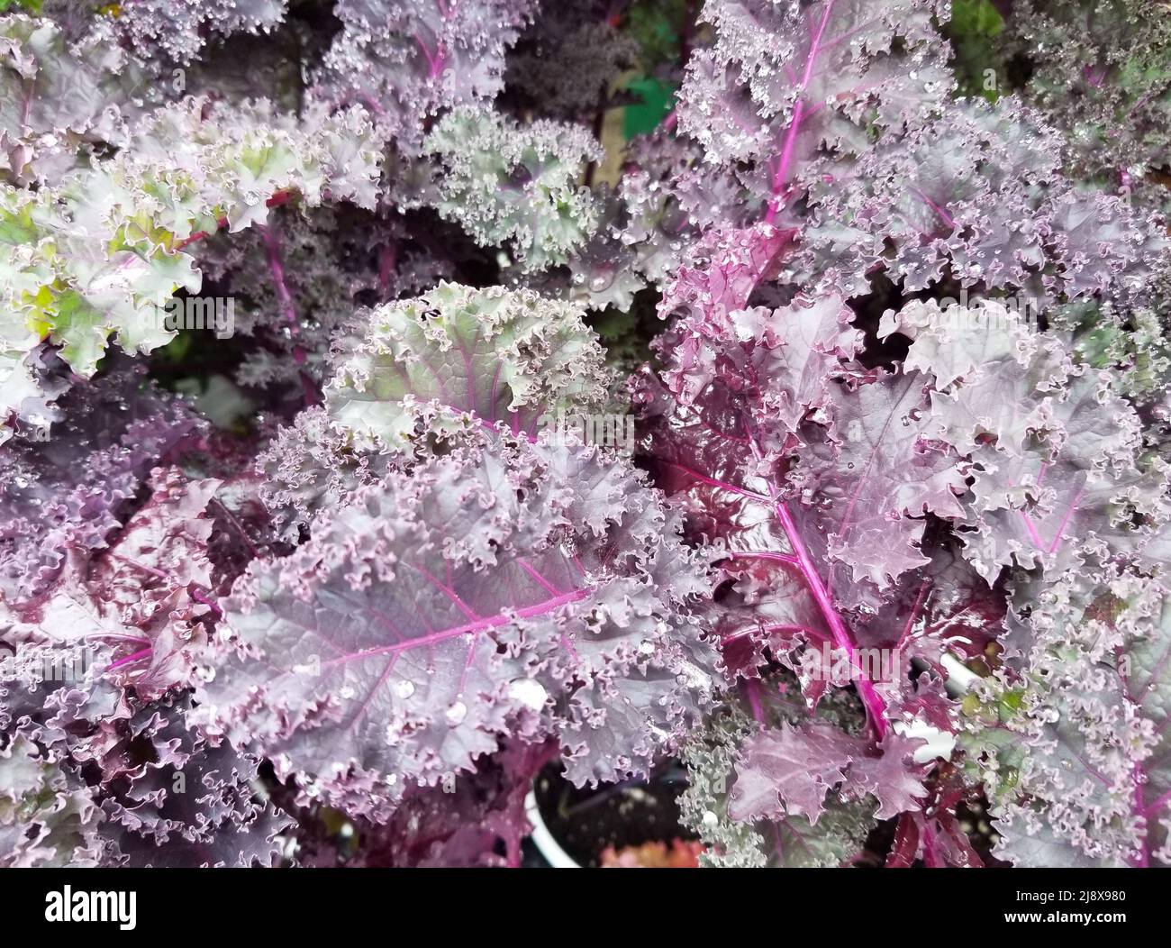 Purple kale hi-res stock photography and images - Alamy