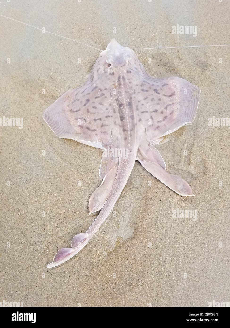 A pink dotted stingray on the beach being caught and released Stock ...