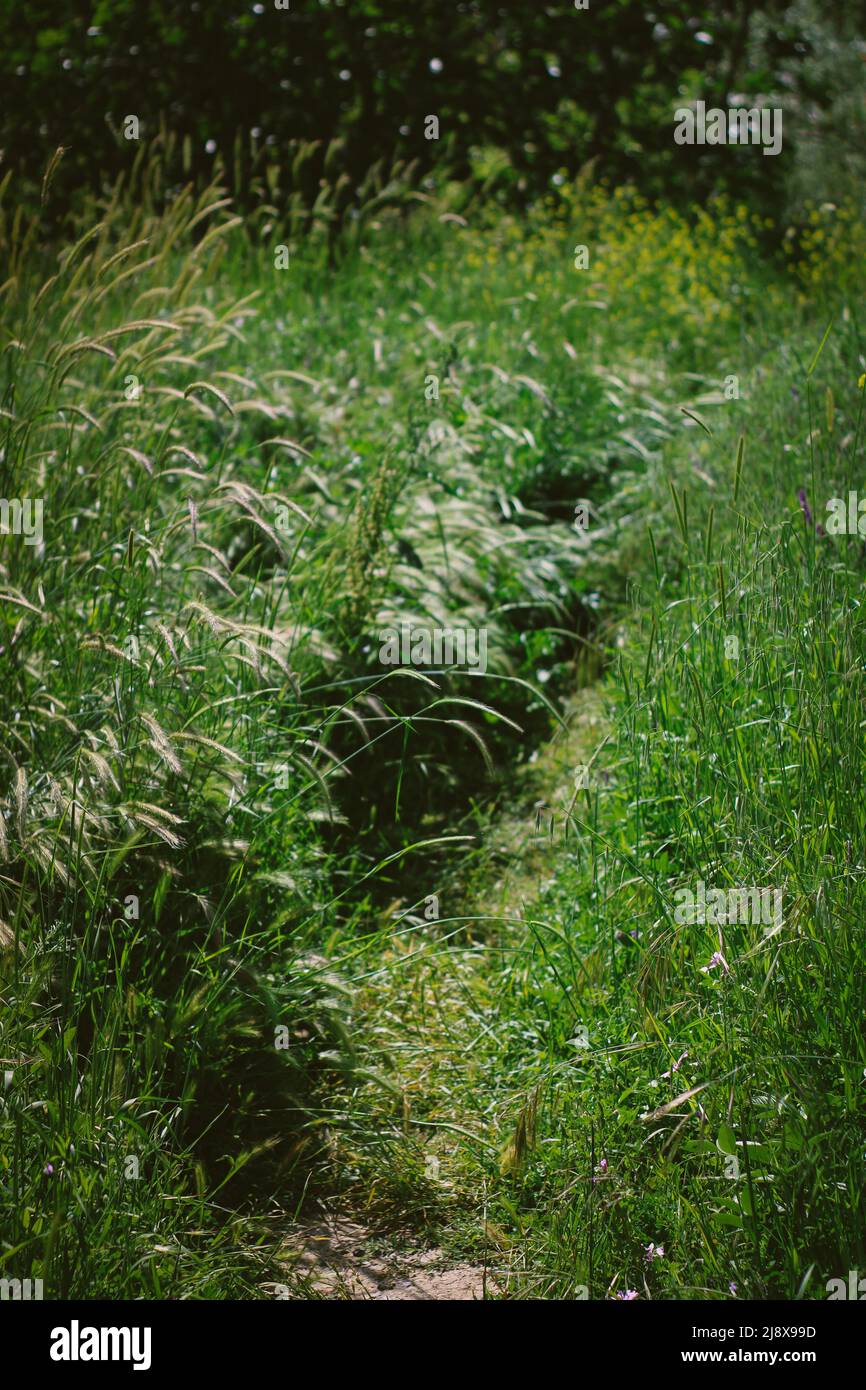 A path through tall grass Stock Photo - Alamy
