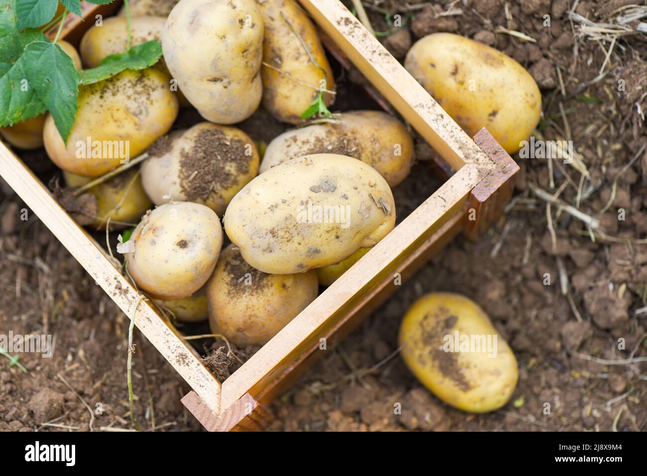 Harvest of ripe potatoes in wooden box agricultural products from ...