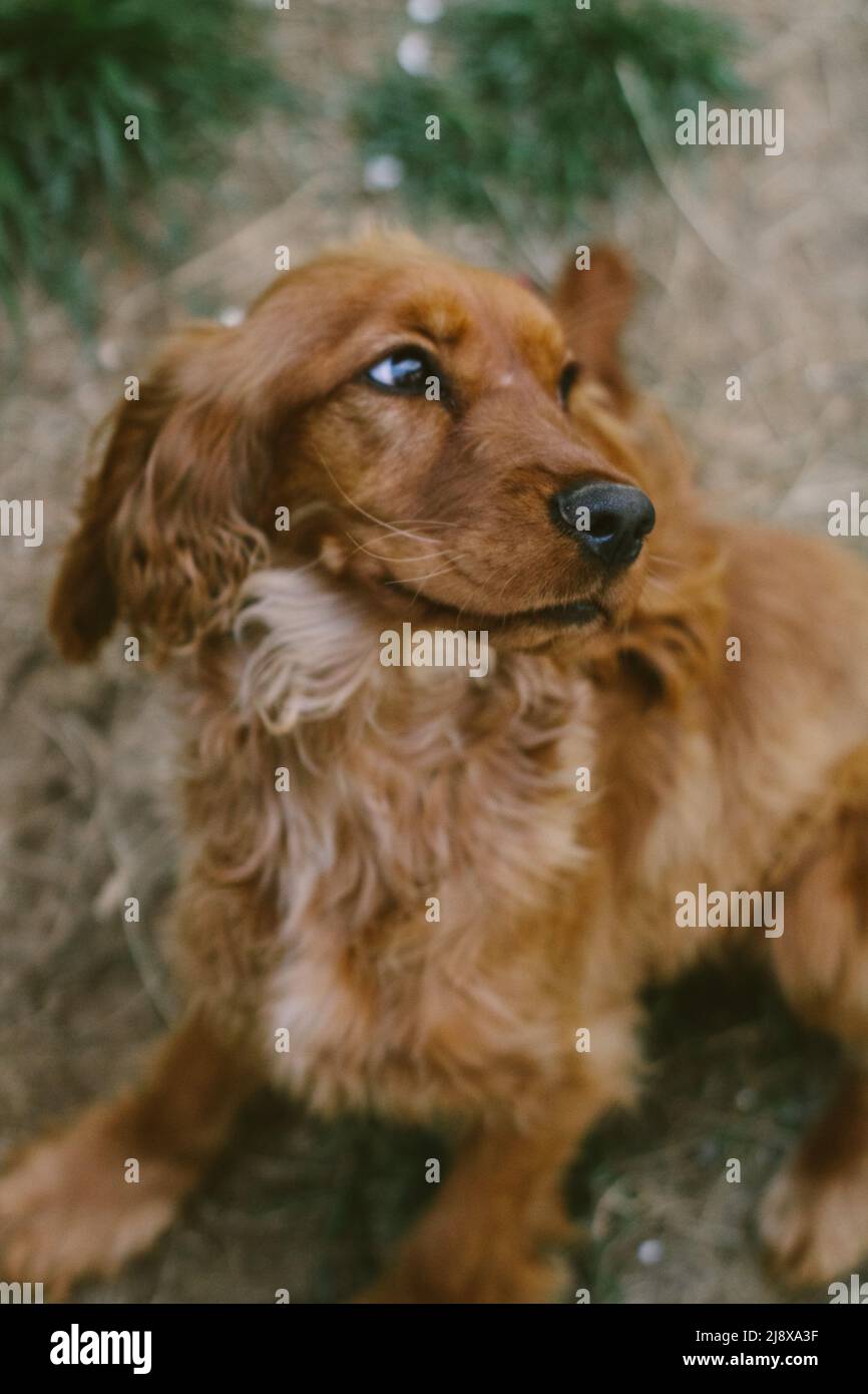 A smiling brown dog Stock Photo - Alamy