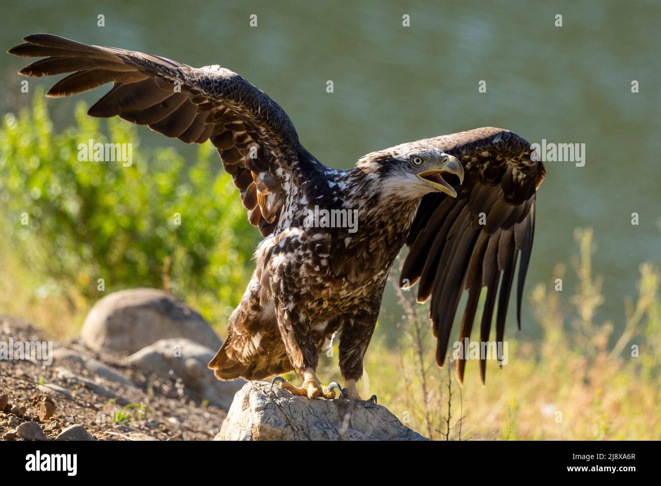 Juvenile bald eagle Stock Photo - Alamy