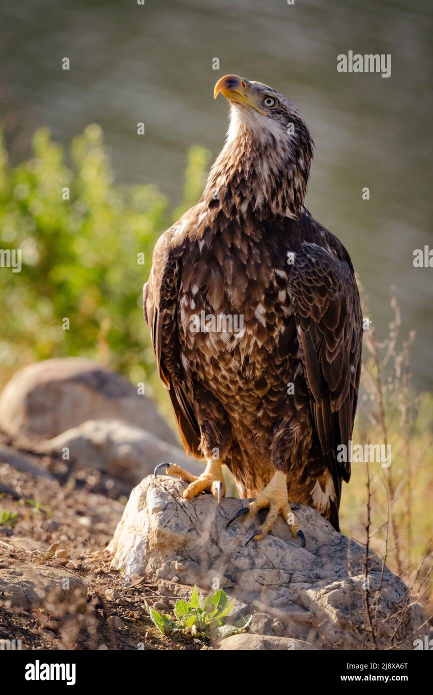Juvenile bald eagle Stock Photo - Alamy