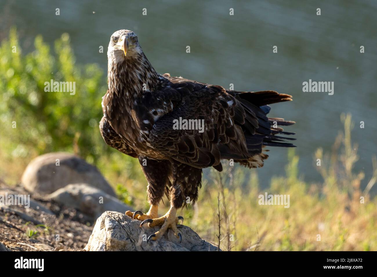 Juvenile bald eagle Stock Photo - Alamy
