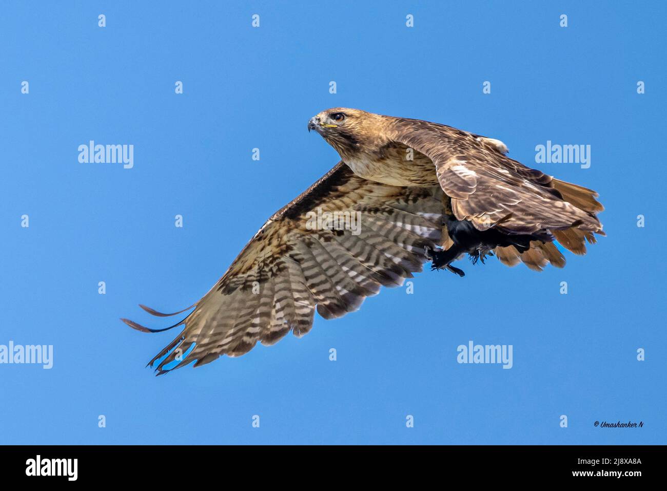 Baby hawk hi-res stock photography and images - Alamy