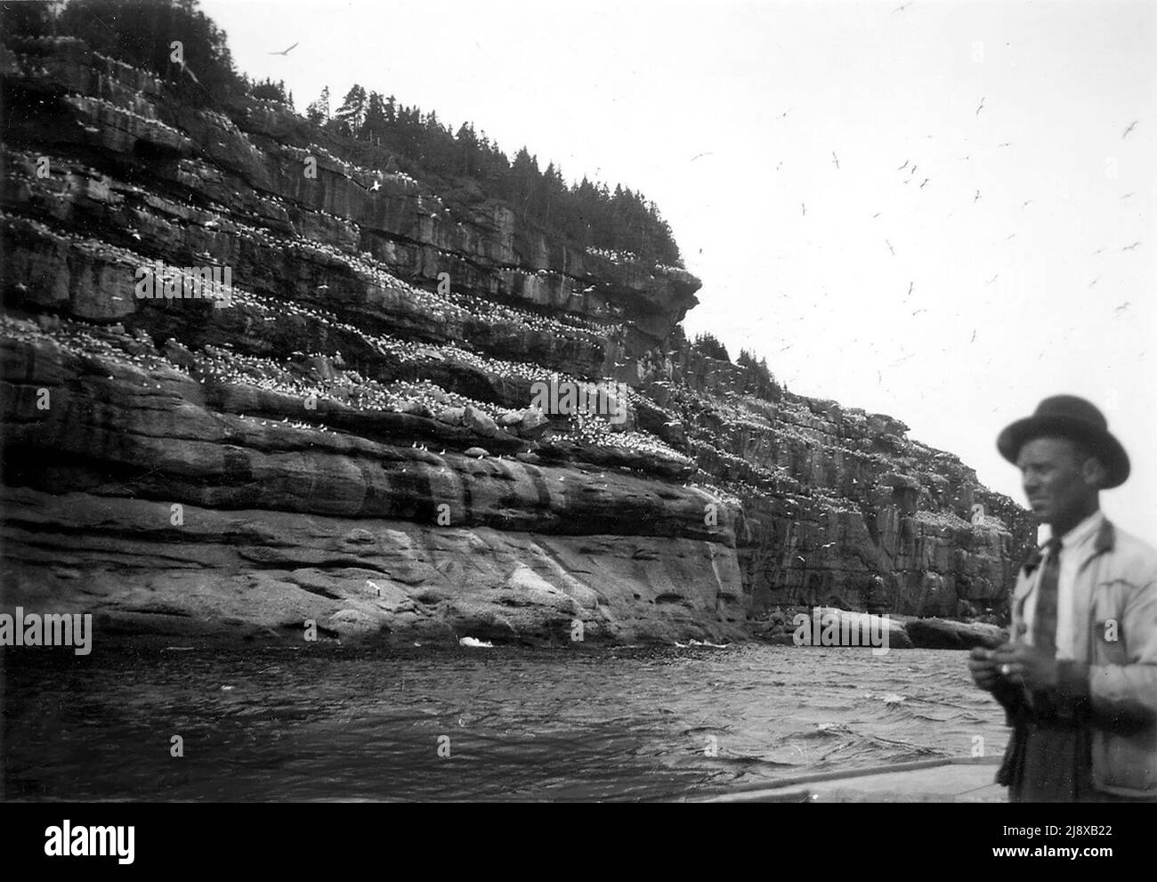 Bonaventure Island Bird Sanctuary ca. 1947 Stock Photo - Alamy