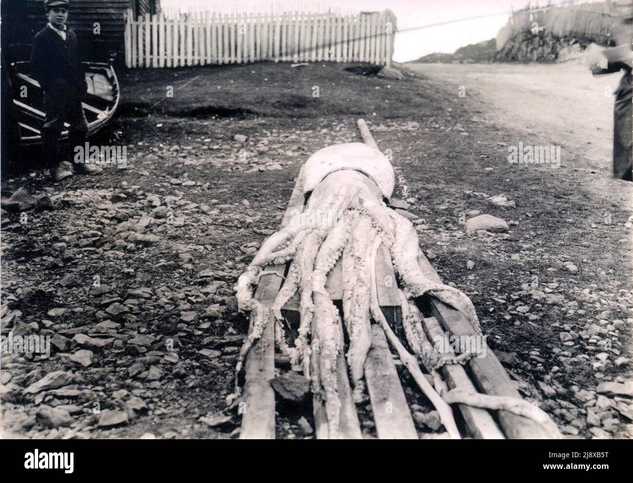 Giant squid (Architeuthis sp.) from Holyrood, Newfoundland ca. 1935 ...